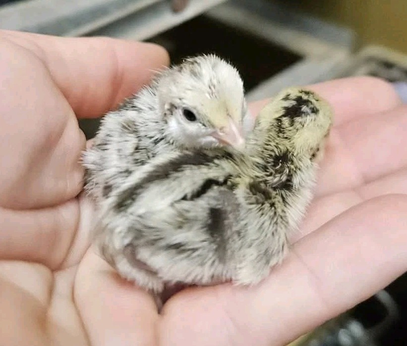 20+ Snowflake Bobwhite Quail Eggs | eBay