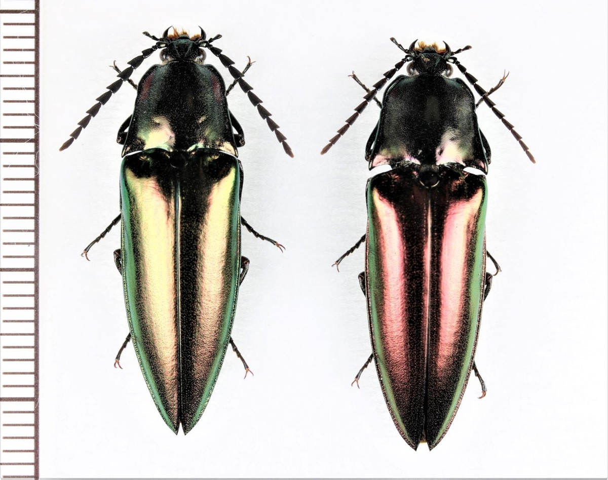 Elateridae Elater Ferrugineus The Rusty Click Beetle A Species Of