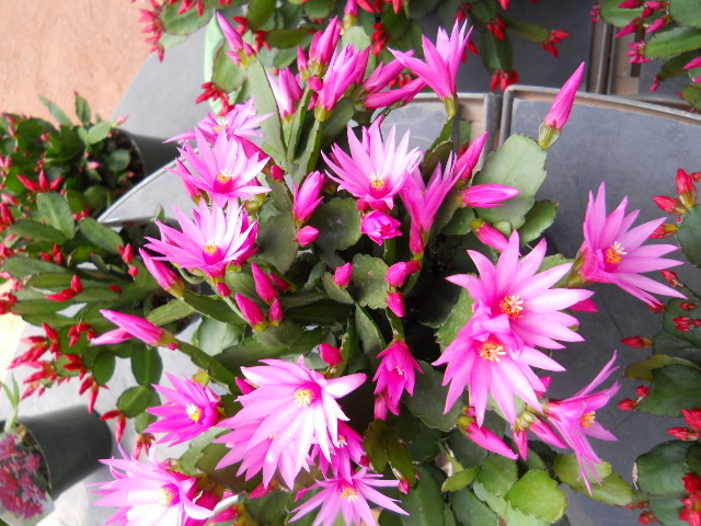 1 RED Easter/Spring Cactus Schlumbergera gaertneri live plant cutting ...