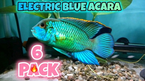 High Quality Electric Blue Acara Cichlid 2" Bring Stunning Color to ...