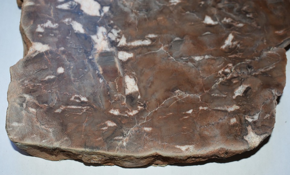 Coral Fossil Paleozoic Seabed Blue Ridge Mountains North Carolina ...