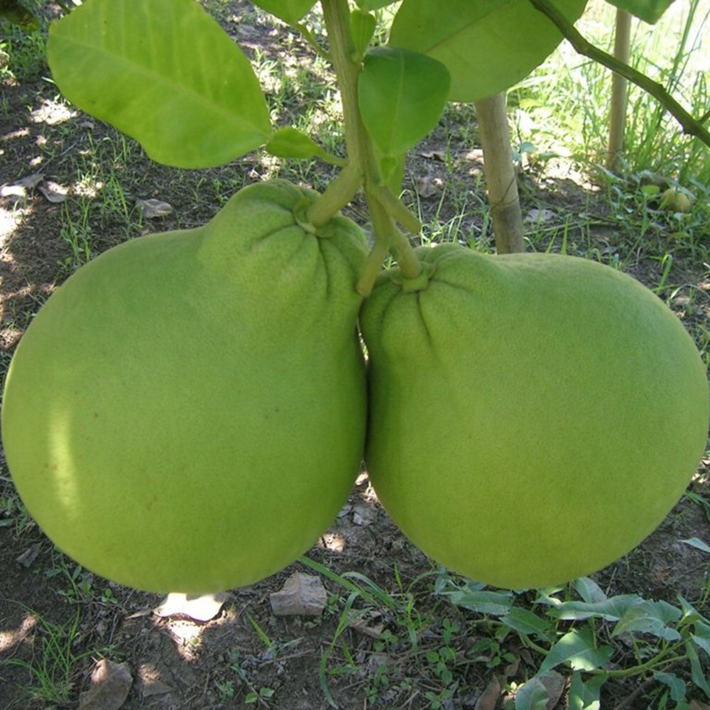 Pomelo Thapthipsayam Grafted Plant Fruit Tree Tropical Unique Thailand ...