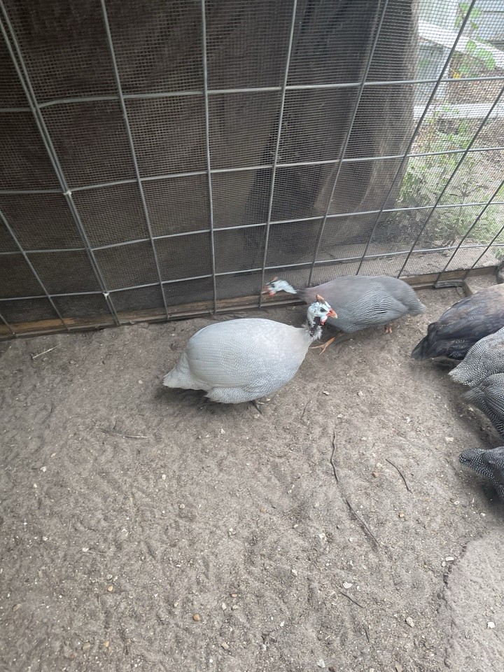 10 ++ Assorted Guinea fowl hatching eggs | eBay