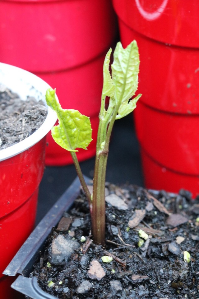 Ugu (Fluted Pumpkin) Rooted Seedlings For Planting. Telfairia ...