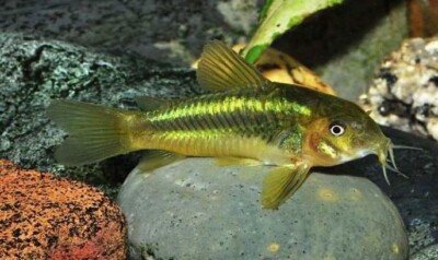 Green Laser Cory Catfish RARE(Corydoras CW009) TANK BRED (Green Lazer) Live Fish | eBay
