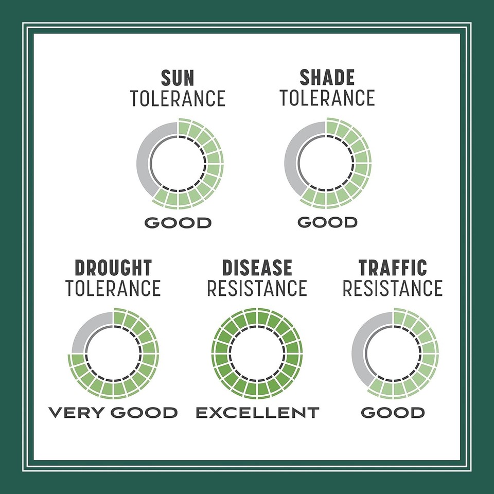 Smart Seed Sun & Shade Grass Seed Mix 7 lb - Quick-Germinating Fescue ...