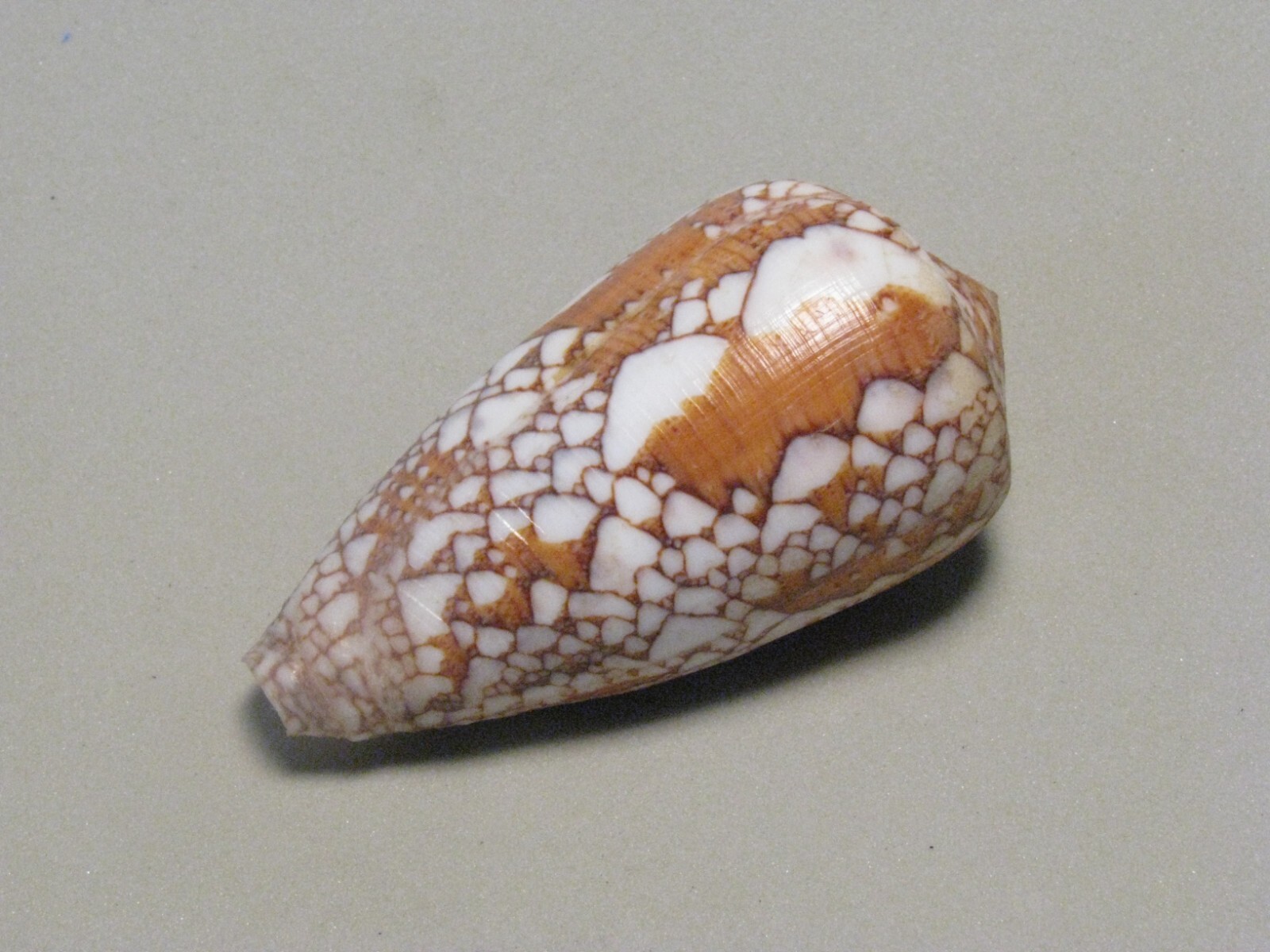 Conus pennaceus behelokensis LAUER, 1989 "BRIGHT-ORANGE VARIANT" (54 ...