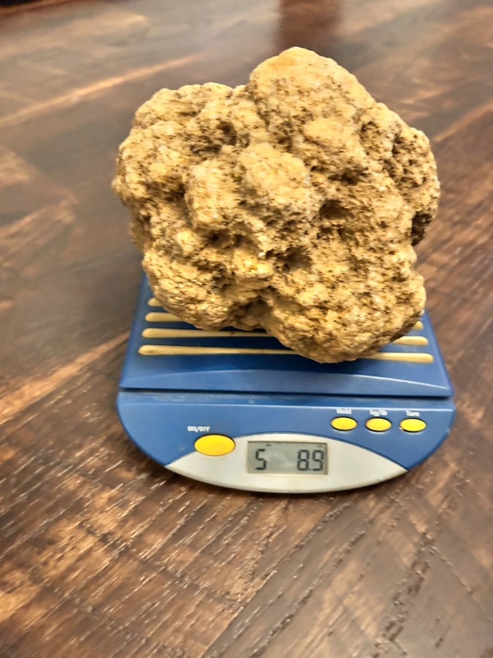 5.89 lb Geodized Fossil INDIANA GEODE Crinoid Calyx - Unopened Quartz ...