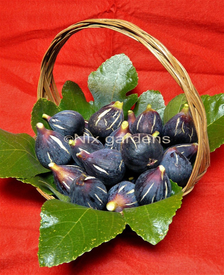 "LEBANESE BLACK/PURPLE" HEIRLOOM FIG TREE (2) Cuttings - Vigorous ...