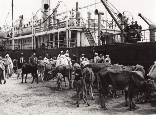 Libya Tripoli Cows Bovine ready for Boarding ship old Photo 1940's? | eBay