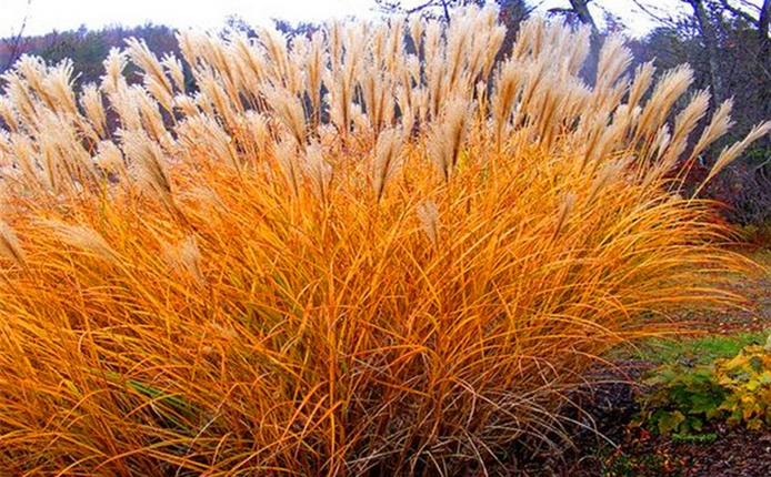 Orange Pampas Grass Seeds Rare Unusual Stunning Garden Plant | eBay UK