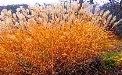 Orange Pampas Grass Seeds Rare Unusual Stunning Garden Plant | eBay UK