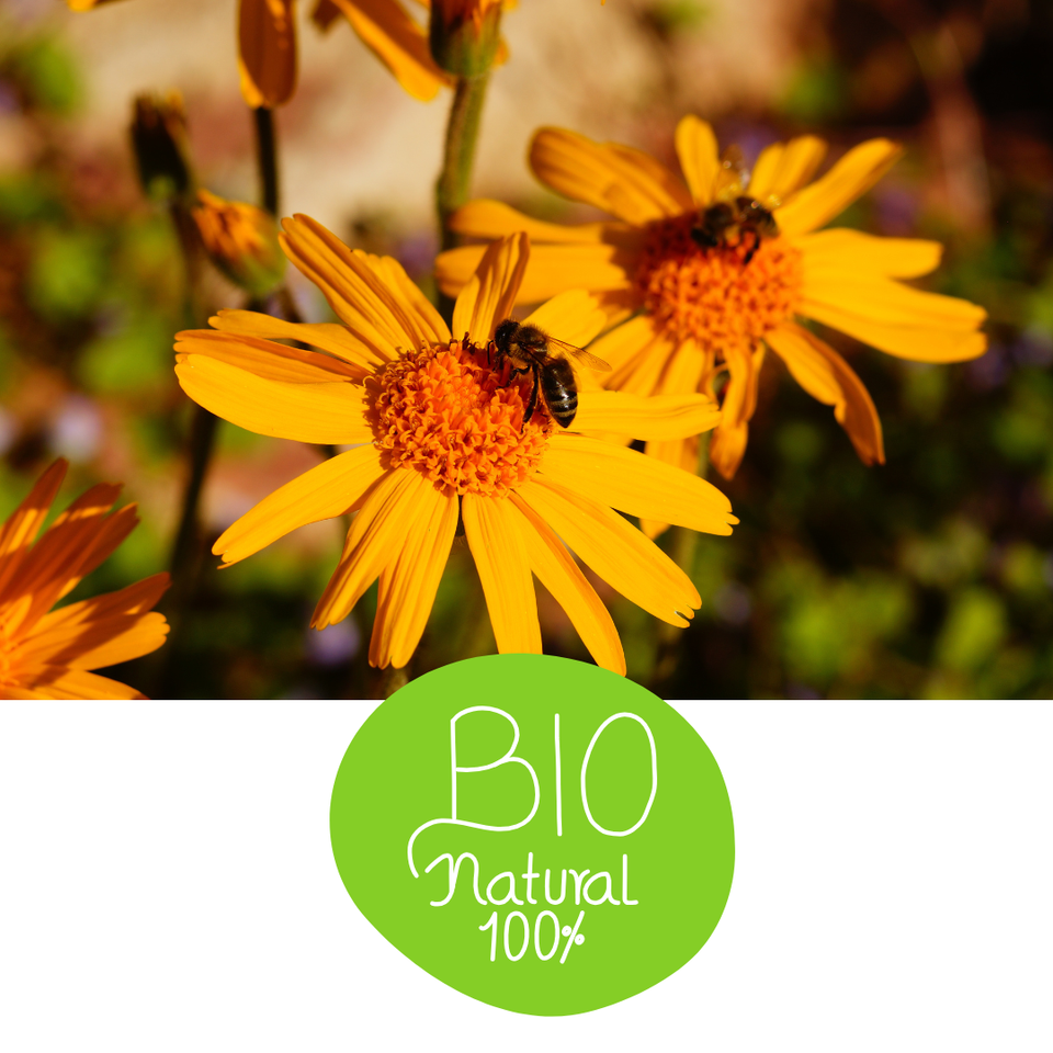 Arnica Flower Herb Natural Pain Relief Organic (Heterotheca inuloides ...