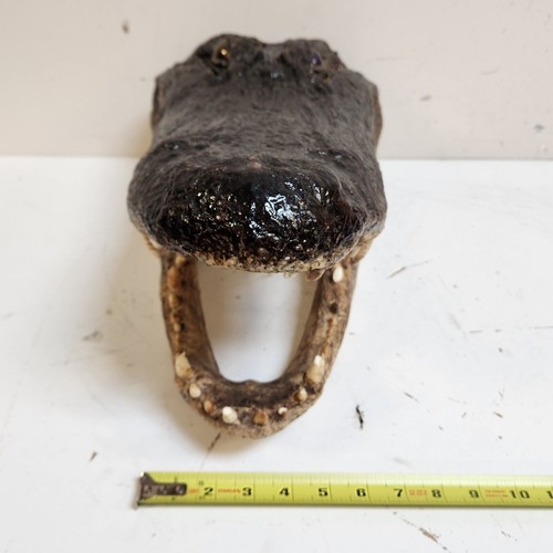 Large 18" Long Alligator Head Mount Real Taxidermy Authentic Swamp | eBay