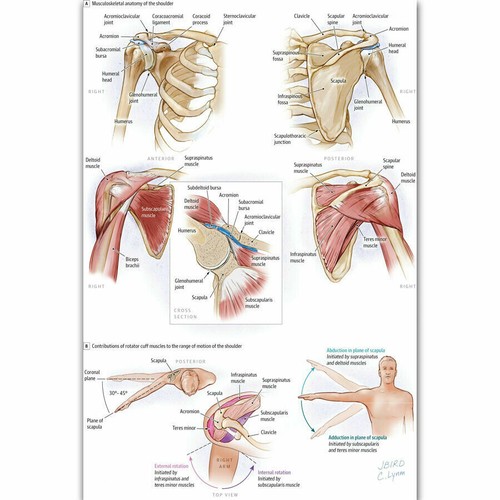 Human Body Cuff Diagram Anatomy Shoulder Anatomy Views Poster Fabric ...