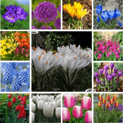 English Garden Flowers Mixed Bulbs Spring/Summer Plants Tulip Crocus ⭐️ ...