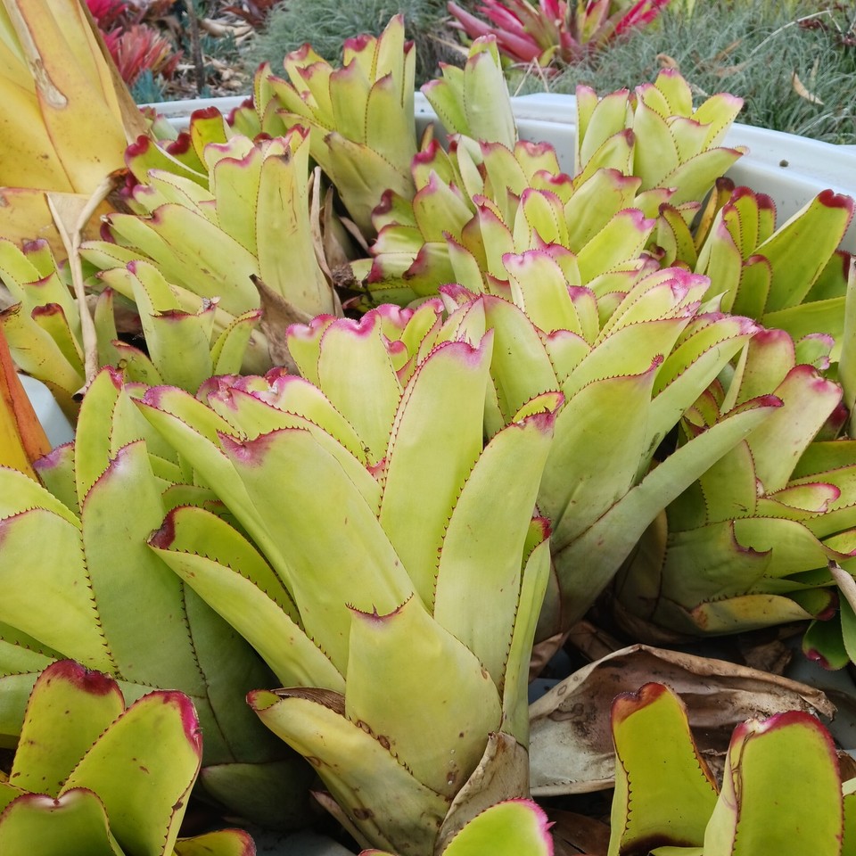 Bromeliad Plant Neoregelia Pink Tip 1 Piece | eBay