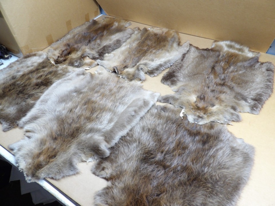 Professionally soft tanned beaver hide in Rug form/crafts/taxidermy | eBay