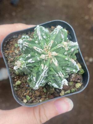 Rare Succulent Living Plant Astrophytum myriostigma Self Rooted Garden ...