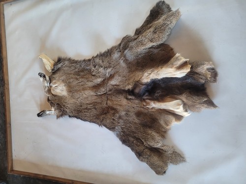 Tanned Montana buck Mule Deer Cape Taxidermy fur skin hide #4 | eBay