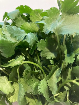 Cilantro Cruiser Seeds, Coriandrum Sativum | eBay