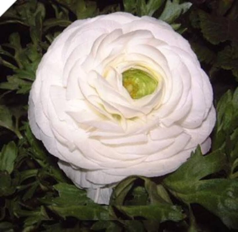 100 Mixed Ranunculus Bulbs DOUBLE Buttercups Spring BARGAIN! | eBay