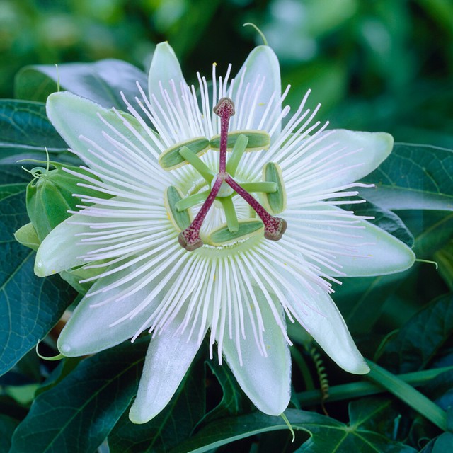 Set of 3 Passiflora Plants 30-40cm Ready to Flower. Supplied in a 9cm ...