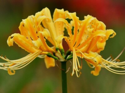 Yellow Lycoris, Spider Lily Flower Bulb Pretty Flowers Please Check Our ...