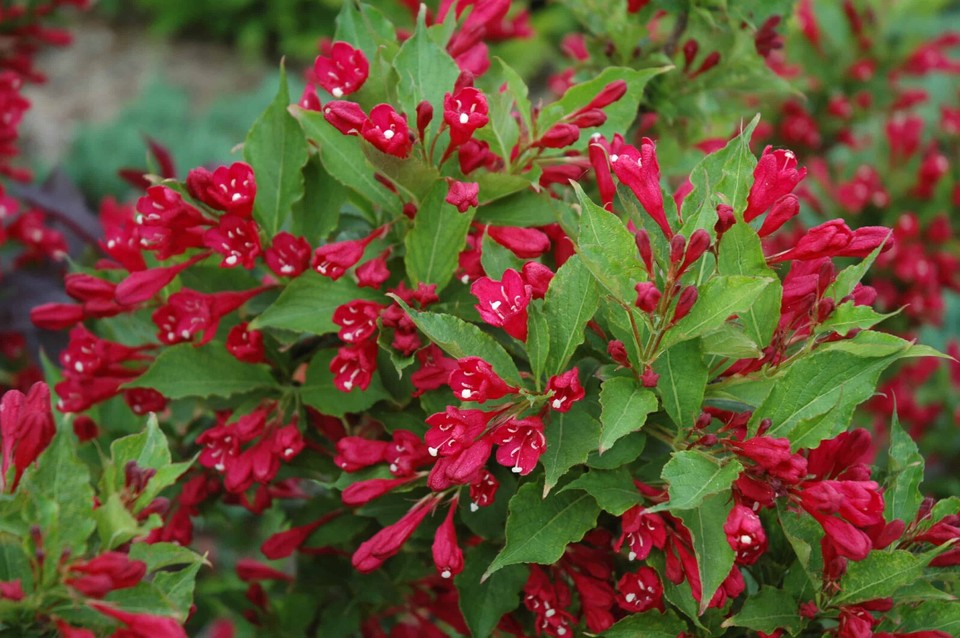 RED PRINCE WEIGELA LIVE PLANT 4 INCH POT SIZE Weigela florida 'Java Red ...