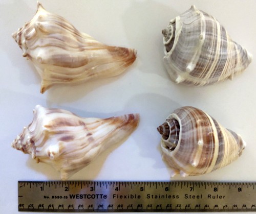 Lot Of 4 medium sized Conch Sea Shells: 2 matched pairs | eBay