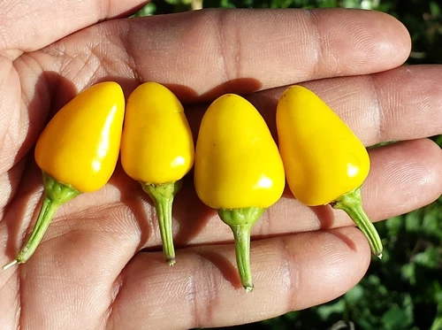 Small Yellow Hot Peppers