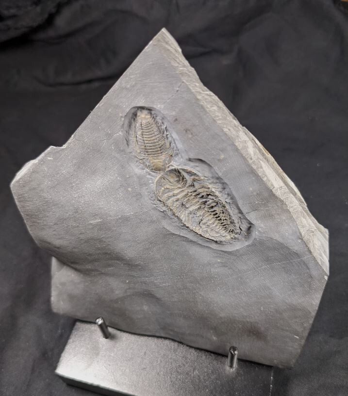Golden Bug Pyritized Triarthrus eatoni Trilobite Fossil Specimen | eBay