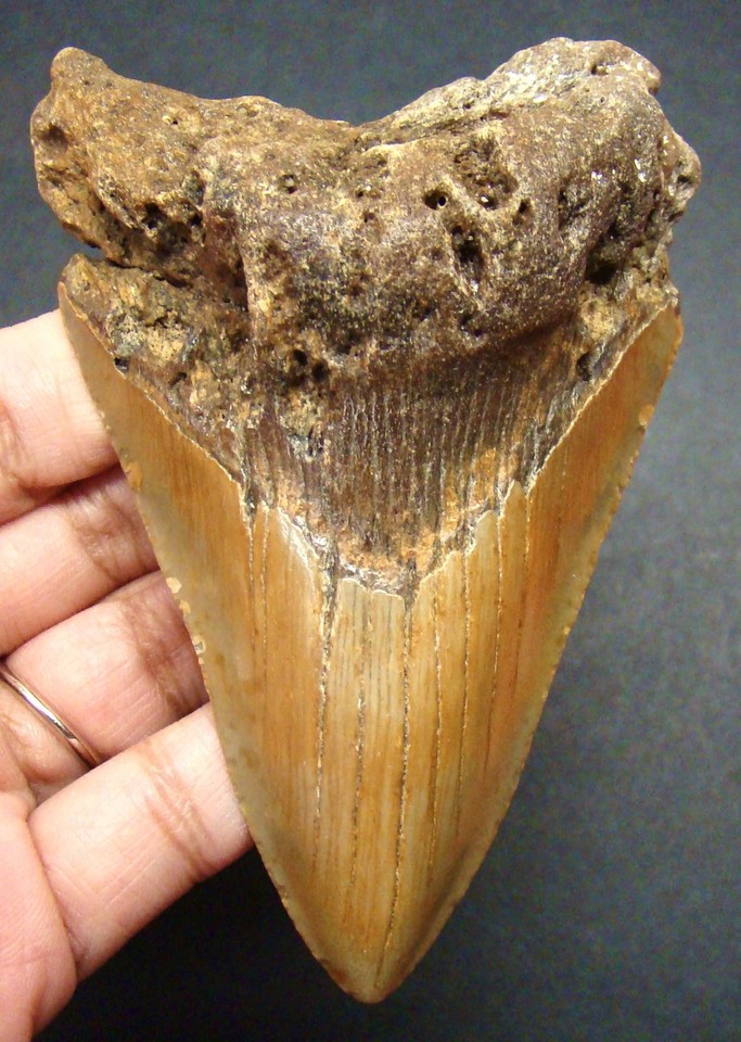MEGALODON SHARK TOOTH - REAL FOSSIL MEG 3.89" - SHARK TEETH - NO ...