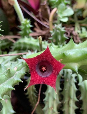 Huernia Macrocarpa. Red Dragon Cactus | eBay UK
