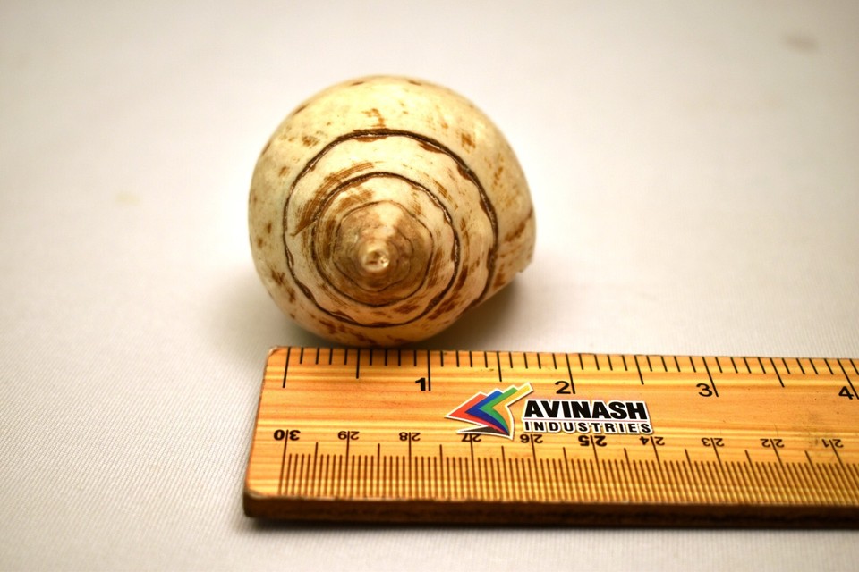 Antique Conch Shell Natural Seashell Shankha 5-inch Hindu Ritual Item ...