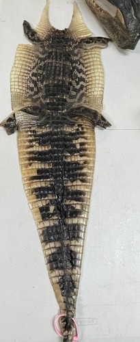 Genuine American Alligator Natural gator Hide Skin Pelt swamp leather ...