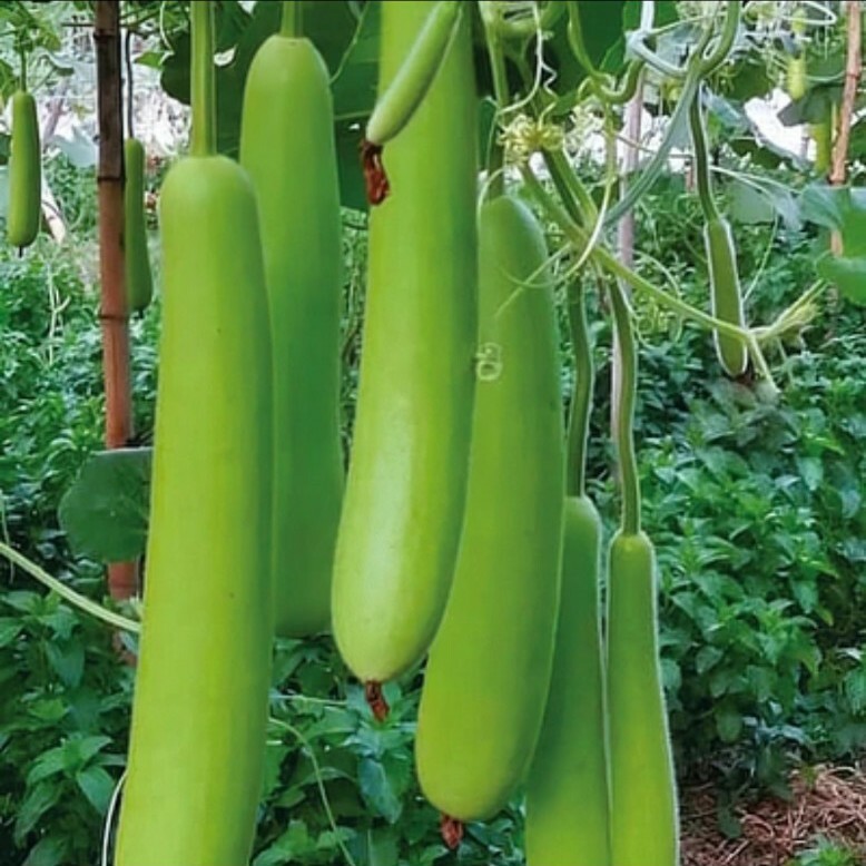 🌼 Bangladeshi Vegetable Long Lau Khodu Pani Kodu Bottle Gourd Seeds | eBay