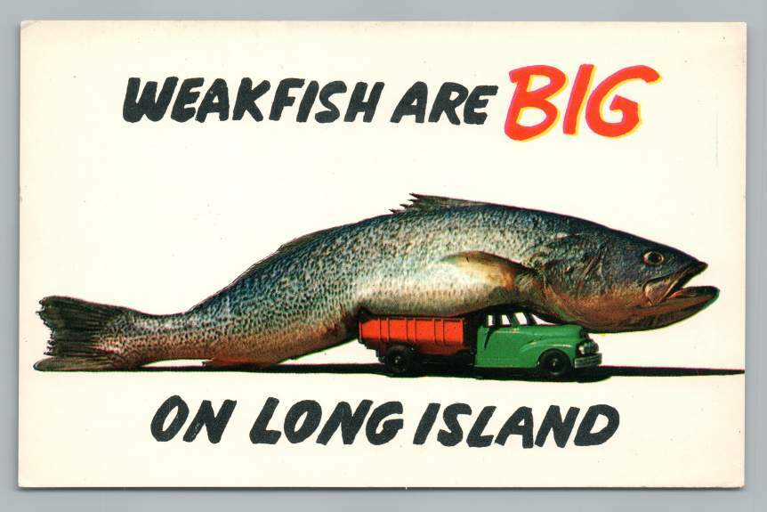 Long Island "Weakfish are BIG" Vintage Fishing Exaggeration Postcard ...