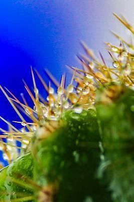 Cactus Growing by Wild Pages Wild Pages Press Journals & Notebooks ...