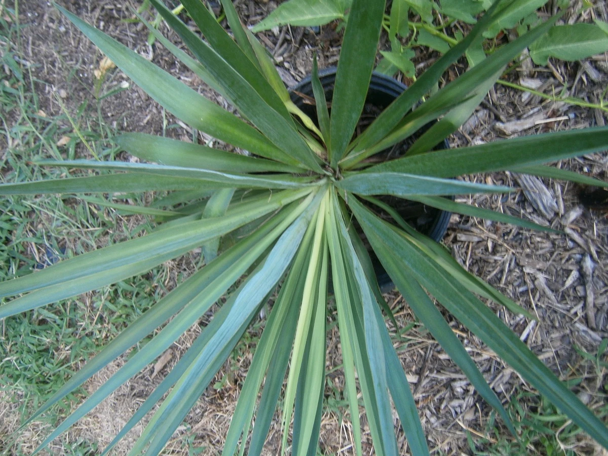 Yucca Plant Root