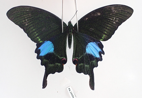 PA19494. Unmounted butterflies: Papilio sp. North Vietnam. | eBay