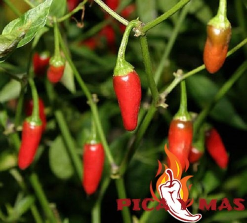 30 CHILE PINGUITA DE MONO PERU CHILLI SEEDS SEMILLAS CEVICHE PIPI DE ...
