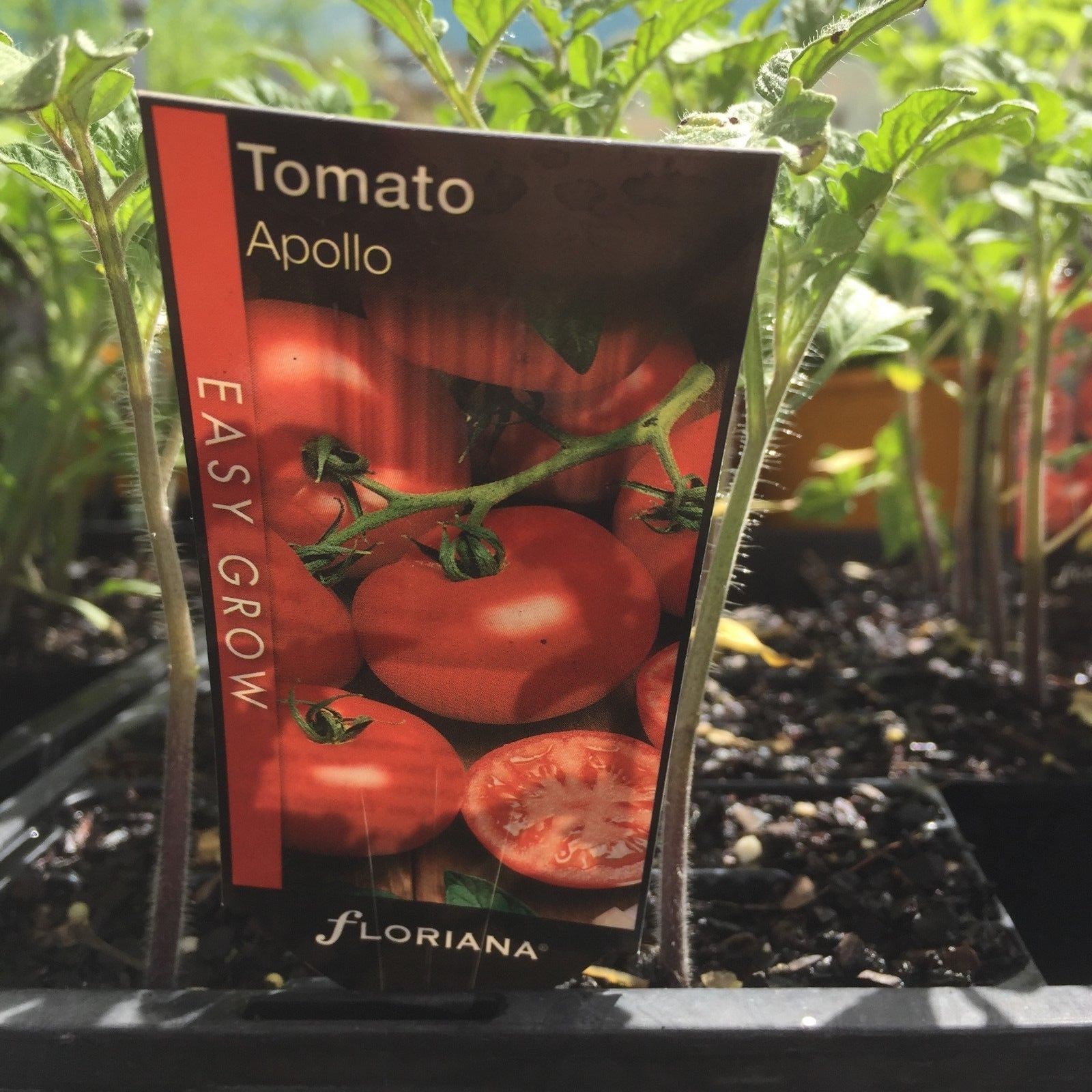 APOLLO Tomato, improved variety, early fruit plants - 4cell seedling ...