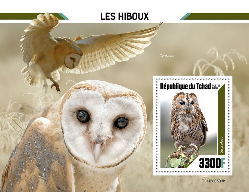 2020/11- CHAD- OWLS 1V complet set MNH ** T | eBay
