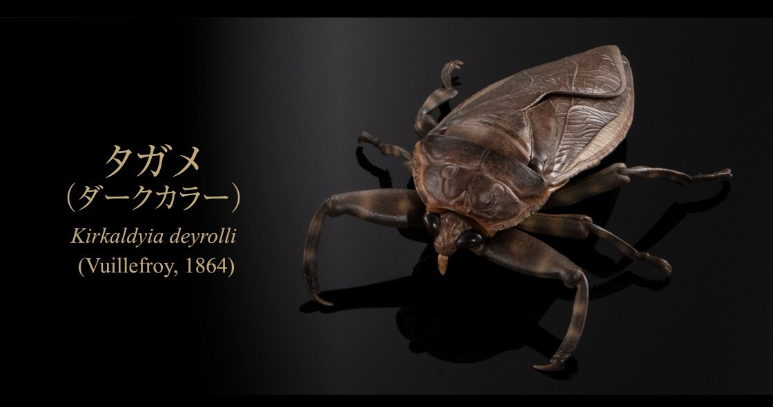 Giant Water Bug Life Cycle
