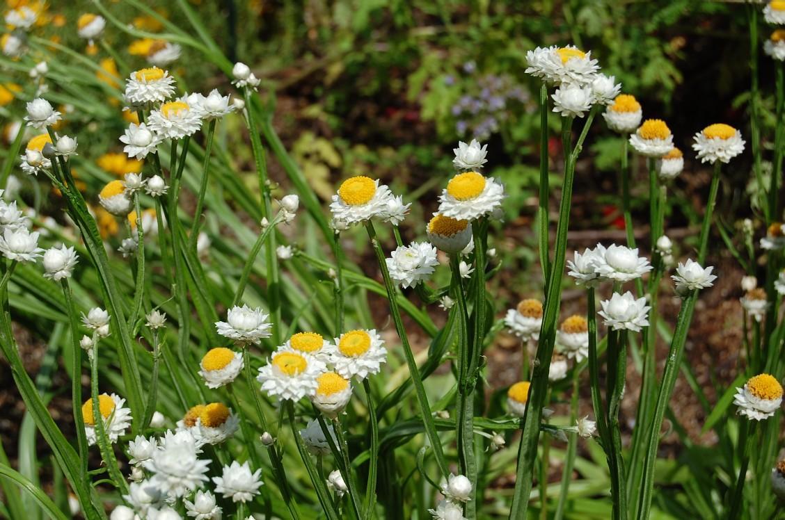 WINGED EVERLASTING FLOWER 1000 SEEDS Ammobium alatum grandiflorum ...