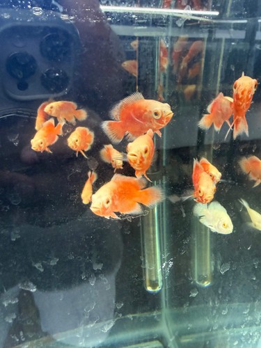 Chili Red Oscar 1.5-2 Inch Live Freshwater Cichlid Aquarium Fish Rare ...