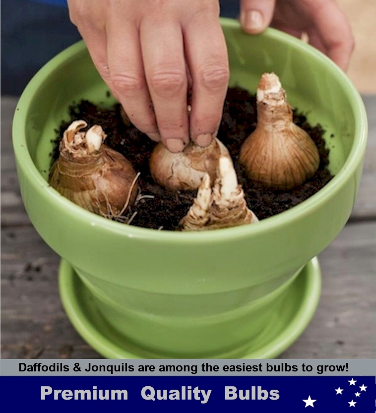 Ranunculus / Freesia / Sparaxis / Ixia x 100 BULBS - COMBO PACK - 13 ...