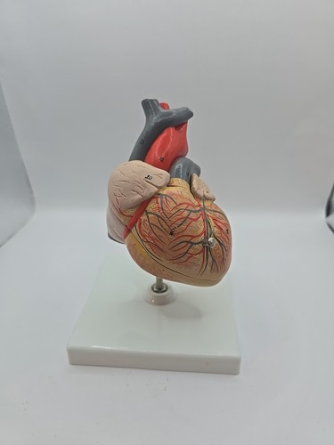 3B Anatomical Model - Detailed Human Heart On Stand 2-Part - Made In ...