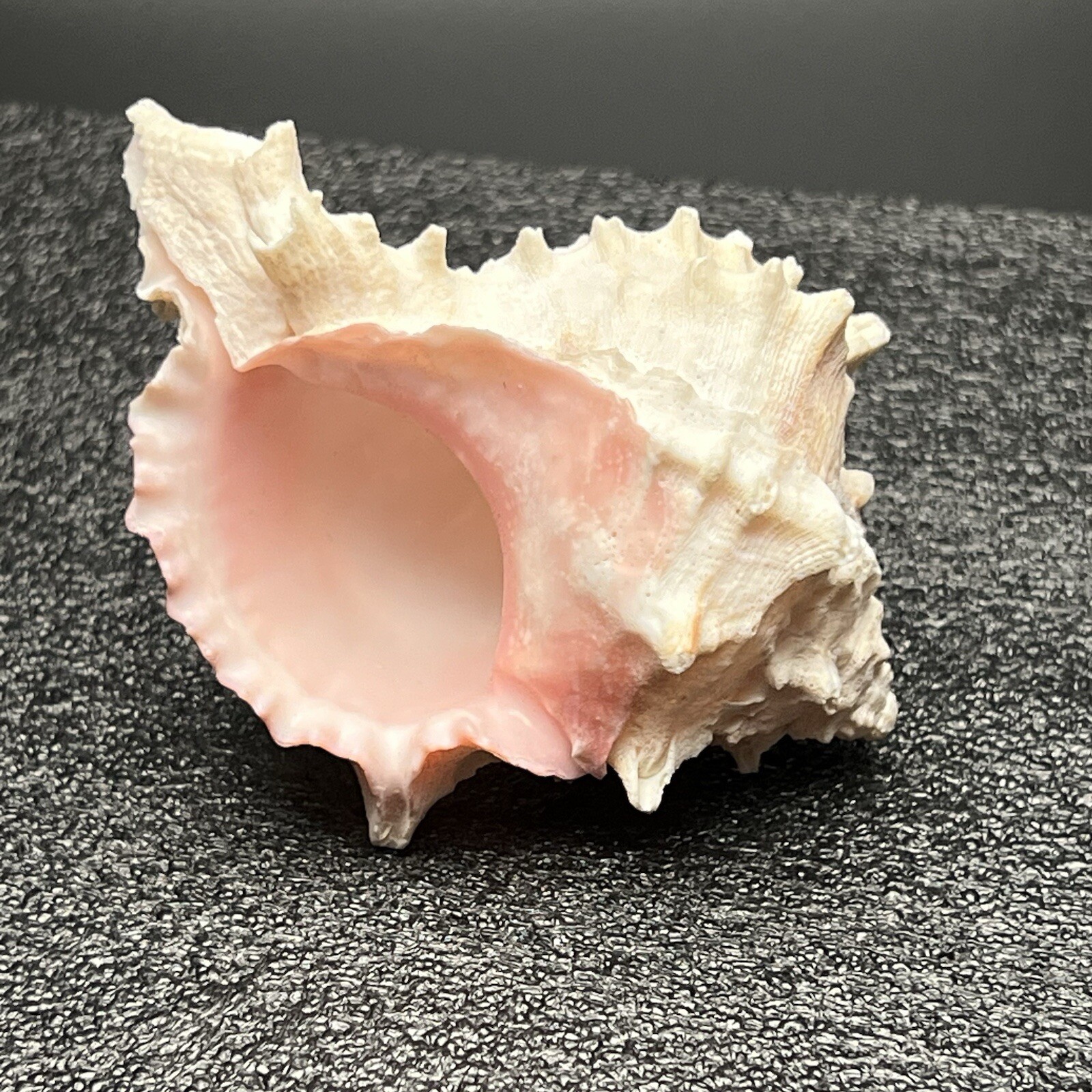 Pink Conch Seashell Murex Ramosus 3.75 x 2.75 x 2" Shell Aquarium ...